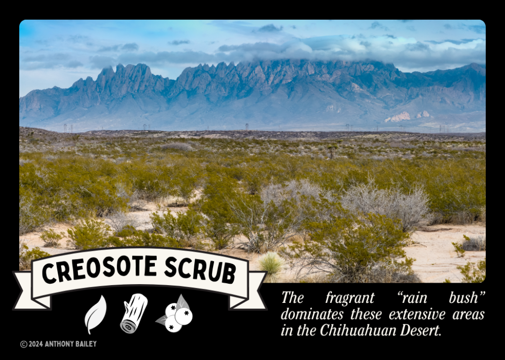 Endless Forms Game – Asombro