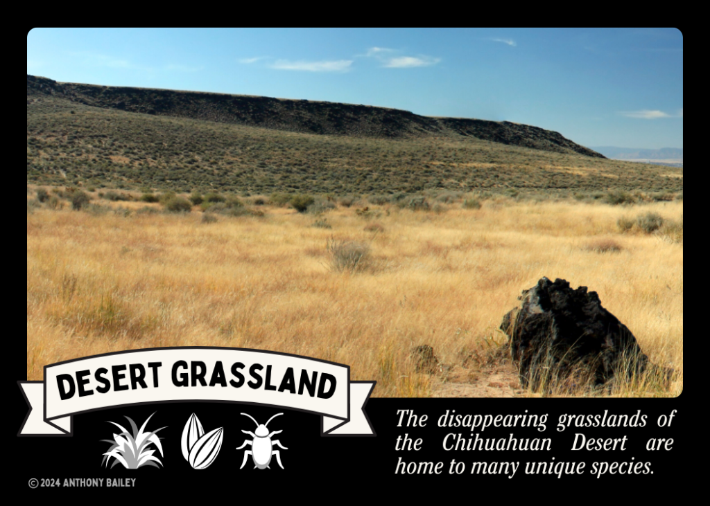 Endless Forms Game – Asombro